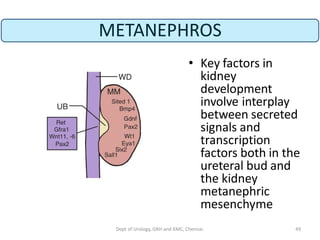 ANATOMY OF KIDNEY | PDF