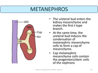 ANATOMY OF KIDNEY | PDF