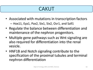 ANATOMY OF KIDNEY | PDF