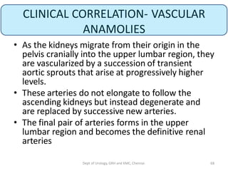 ANATOMY OF KIDNEY | PDF