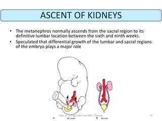 ANATOMY OF KIDNEY | PDF