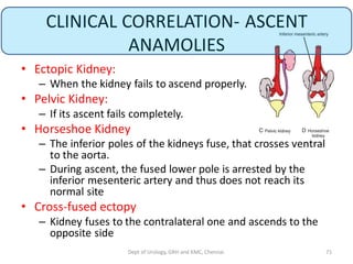 ANATOMY OF KIDNEY | PDF