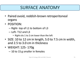 ANATOMY OF KIDNEY | PDF