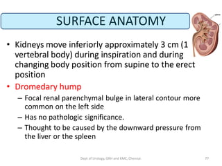 ANATOMY OF KIDNEY | PDF