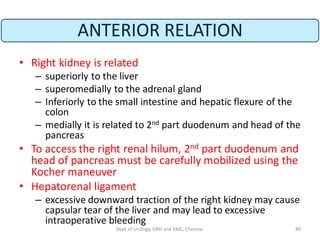 ANATOMY OF KIDNEY | PDF