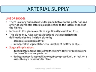 ANATOMY OF KIDNEY | PDF