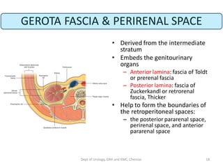 ANATOMY OF KIDNEY | PPT