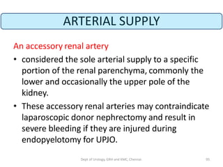 ANATOMY OF KIDNEY | PPT