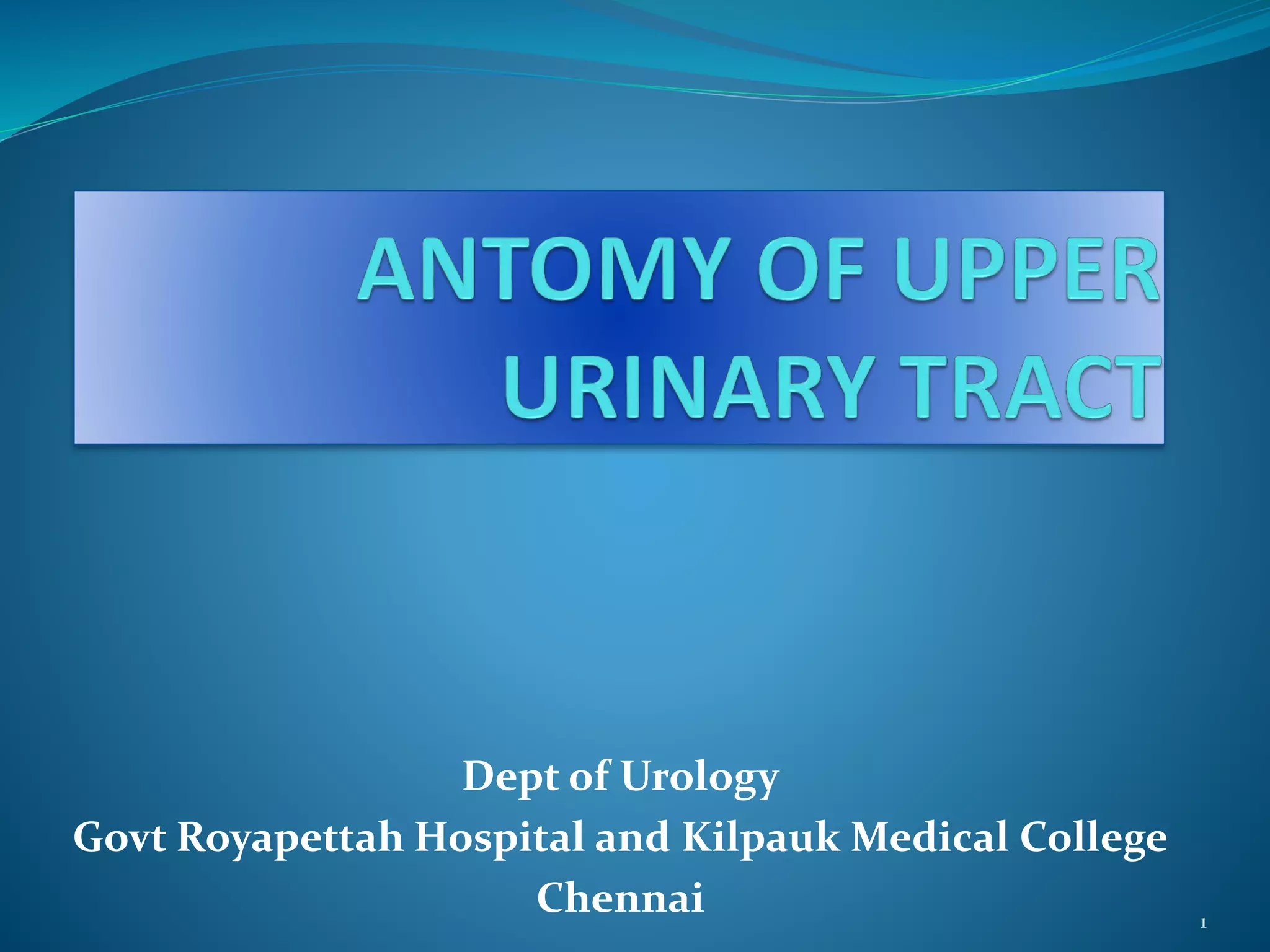 ANATOMY OF UPPER URINARY TRACT | PDF | Bodybuilding | Sports