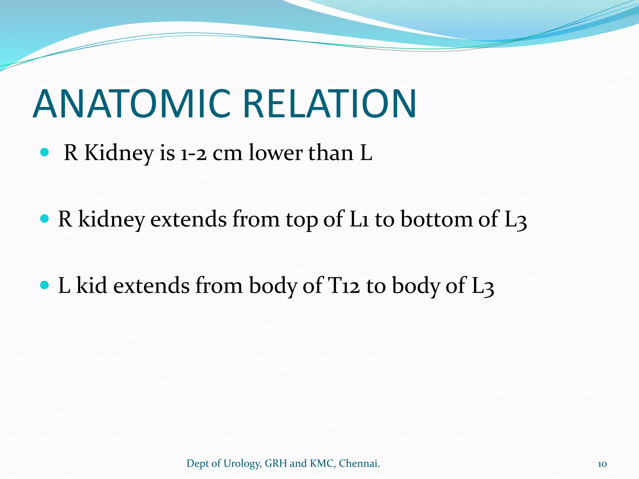 ANATOMY OF UPPER URINARY TRACT | PDF