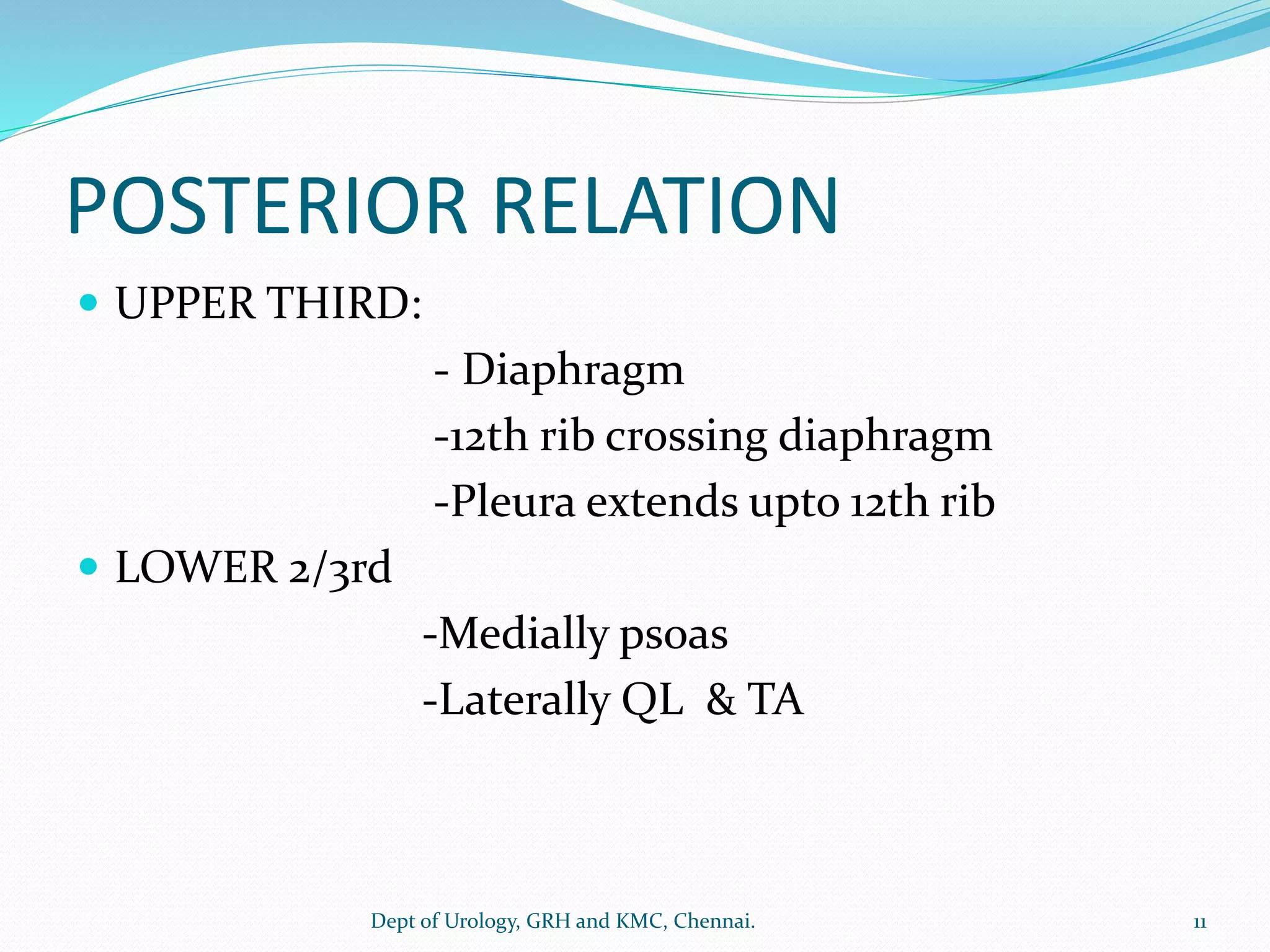 ANATOMY OF UPPER URINARY TRACT | PDF