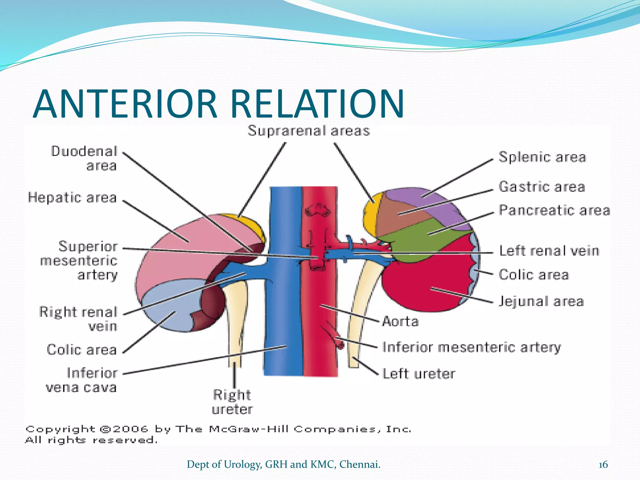 ANATOMY OF UPPER URINARY TRACT | PDF