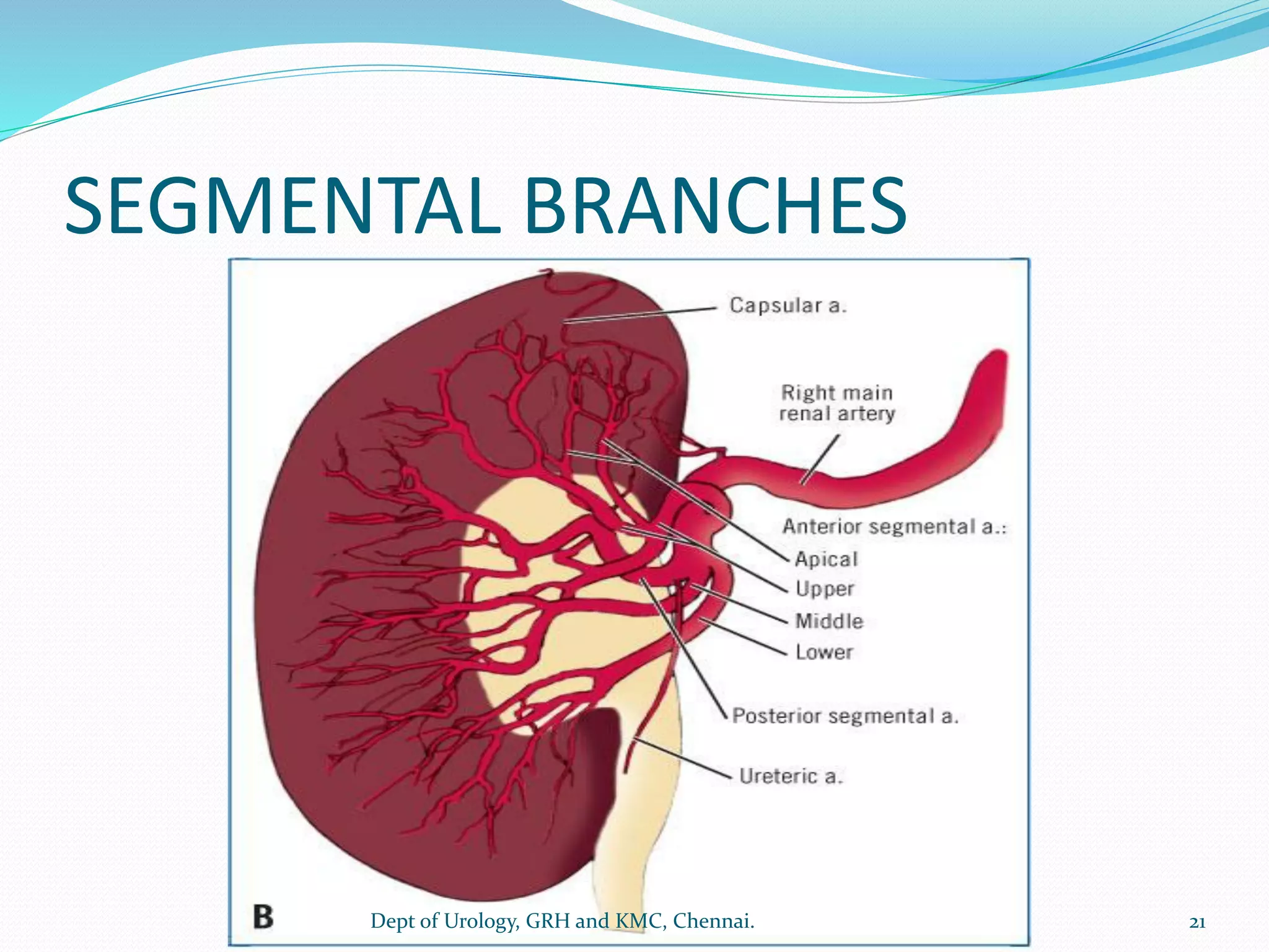 ANATOMY OF UPPER URINARY TRACT | PDF