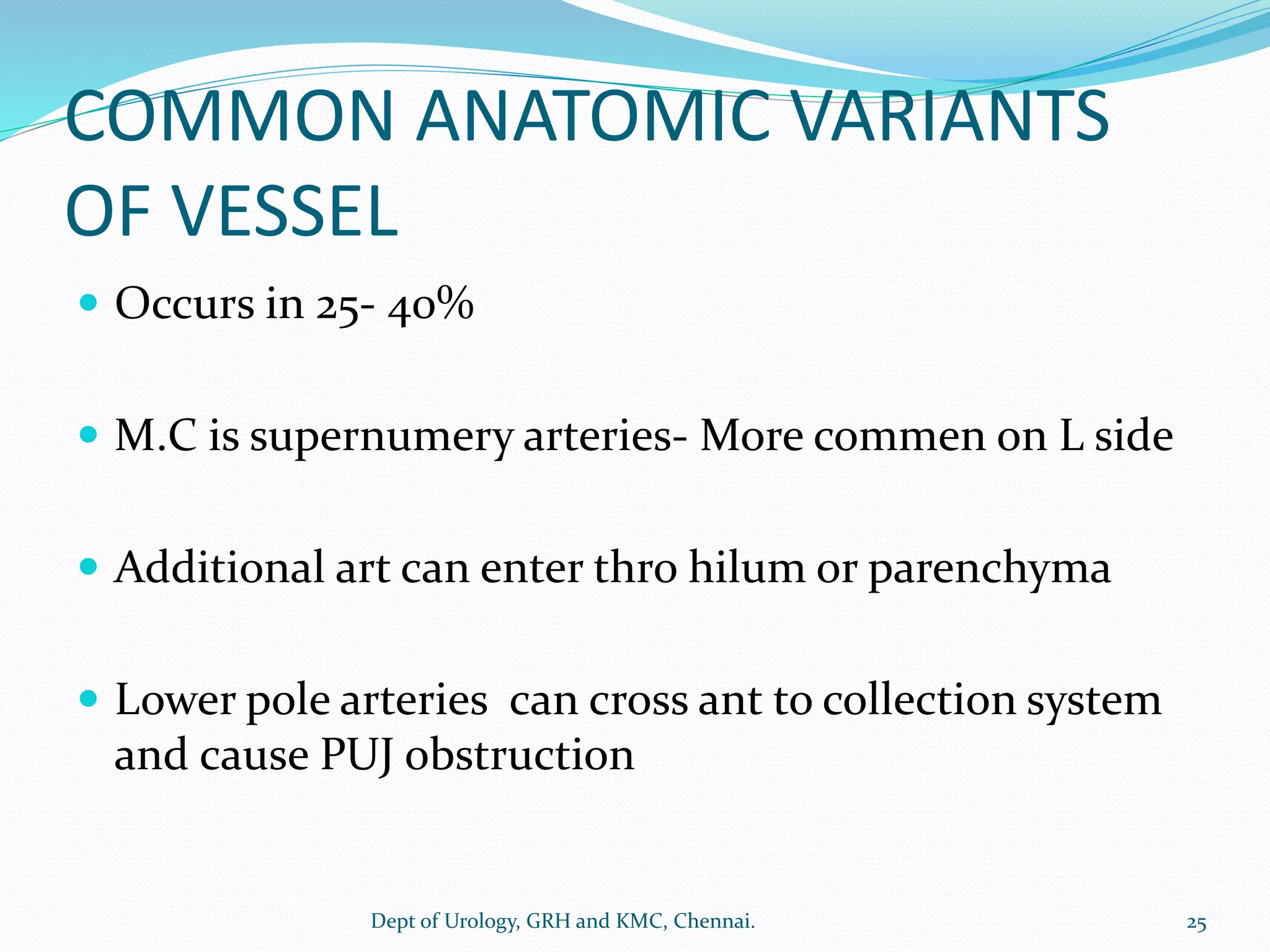 ANATOMY OF UPPER URINARY TRACT | PDF
