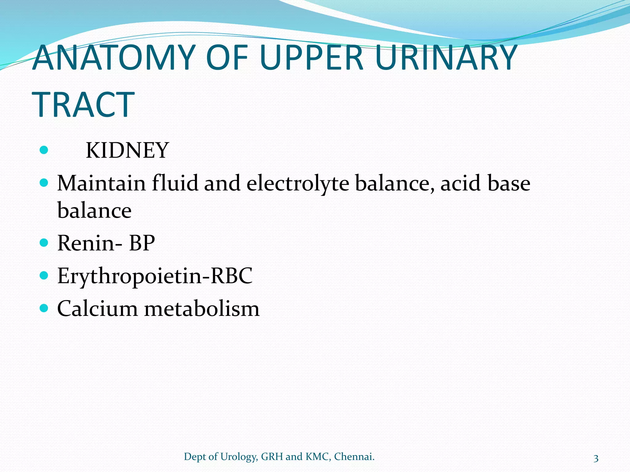 ANATOMY OF UPPER URINARY TRACT | PDF | Bodybuilding | Sports