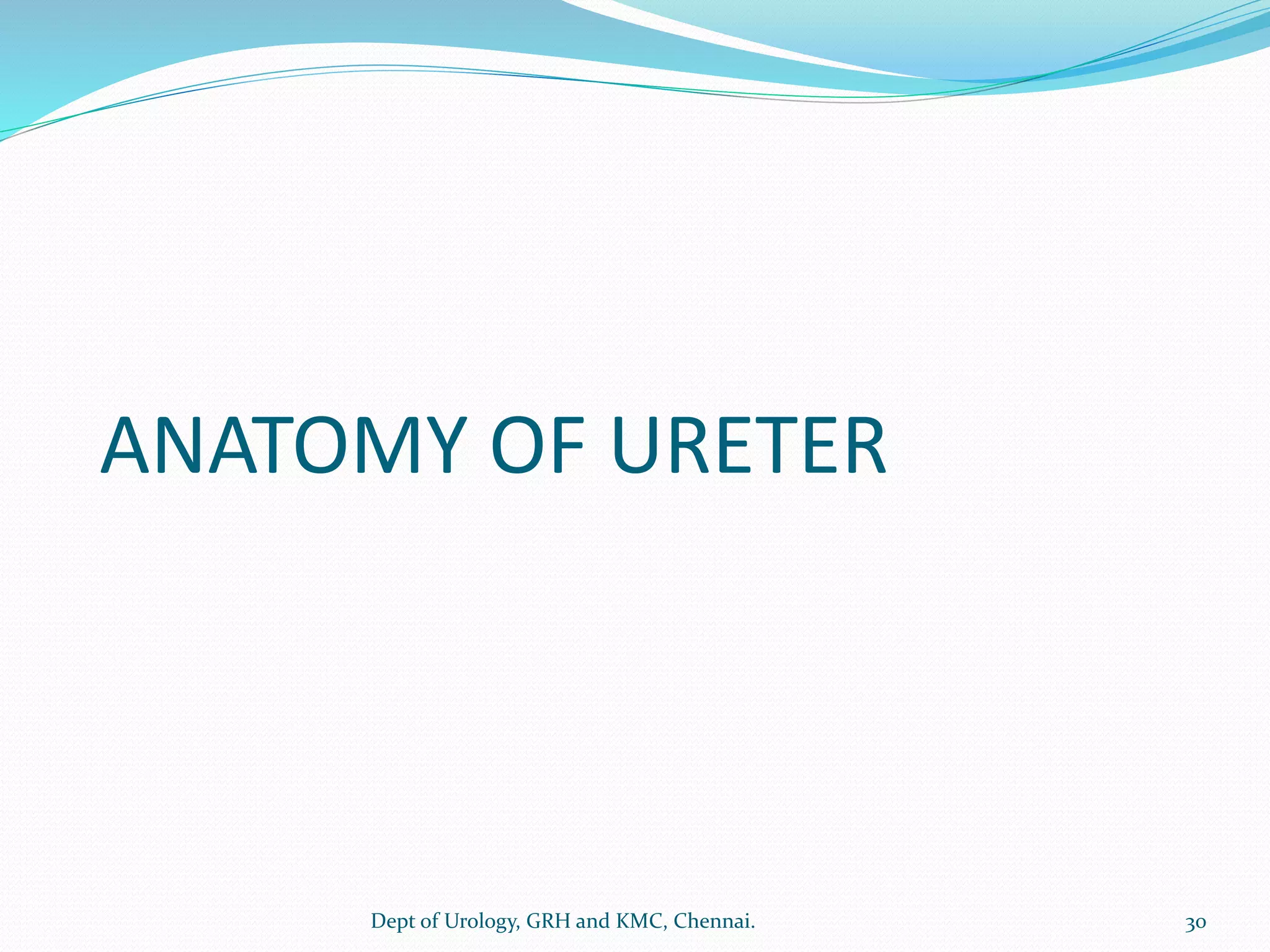 ANATOMY OF UPPER URINARY TRACT | PDF