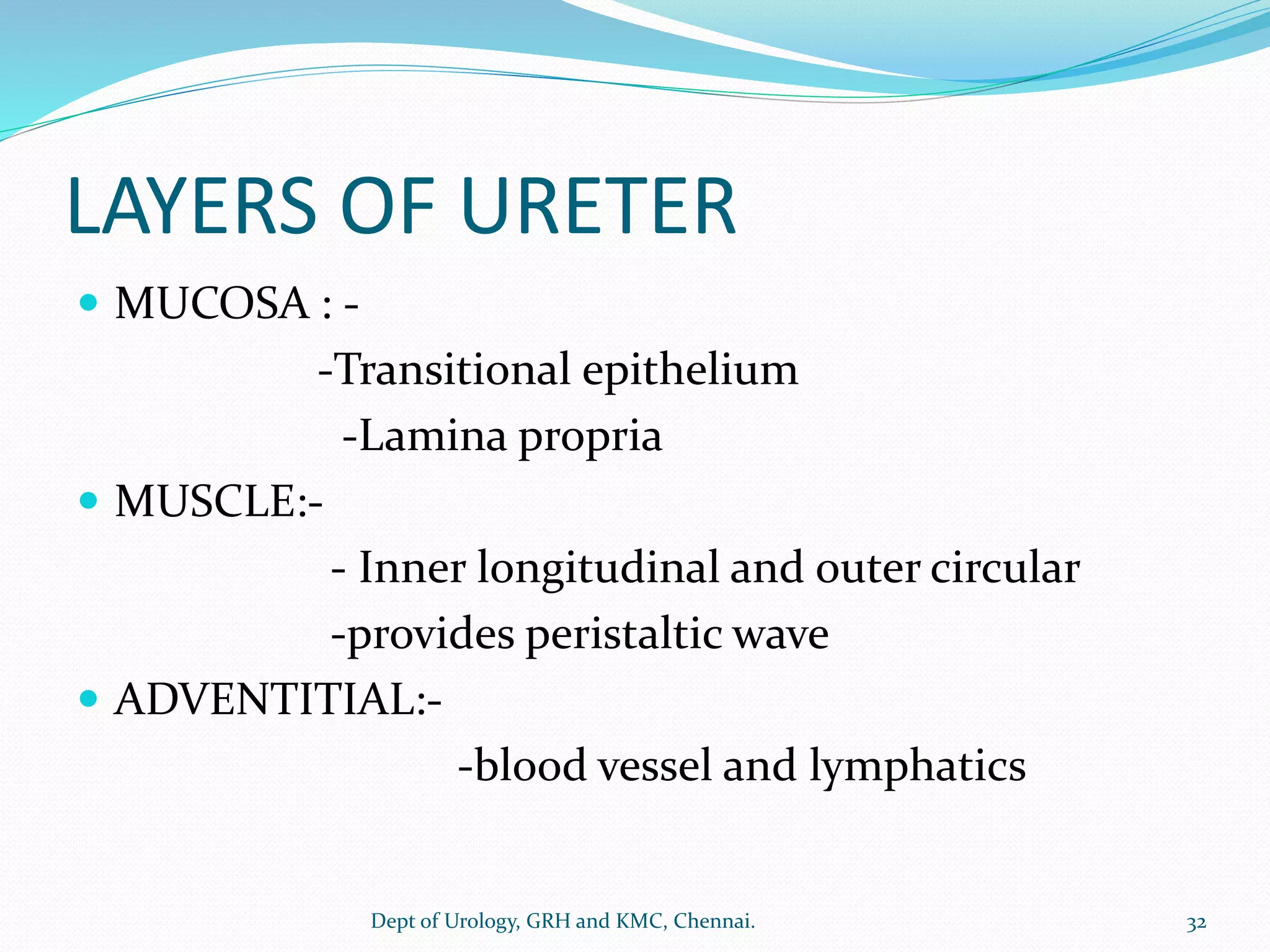 ANATOMY OF UPPER URINARY TRACT | PDF