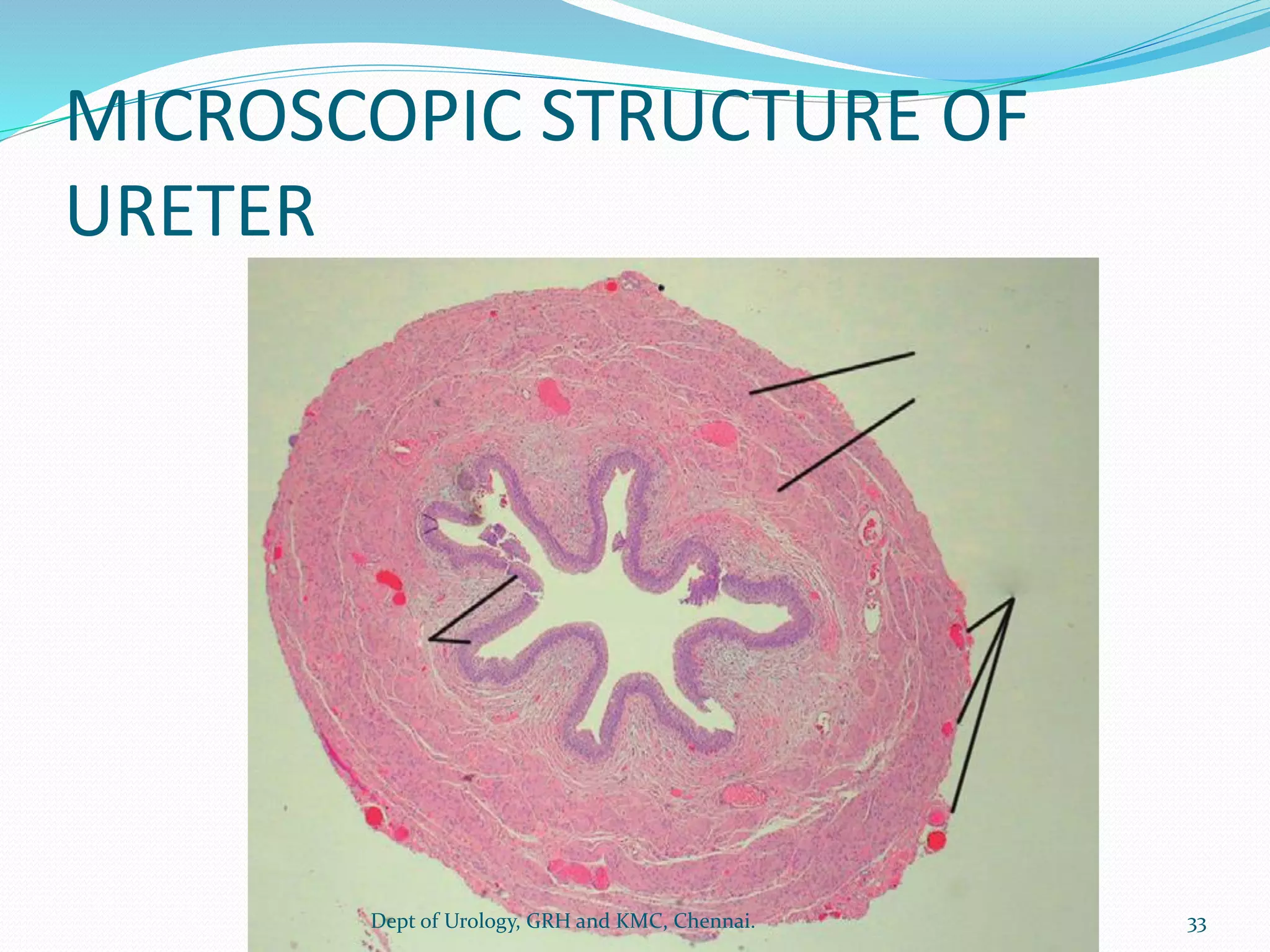 ANATOMY OF UPPER URINARY TRACT | PDF