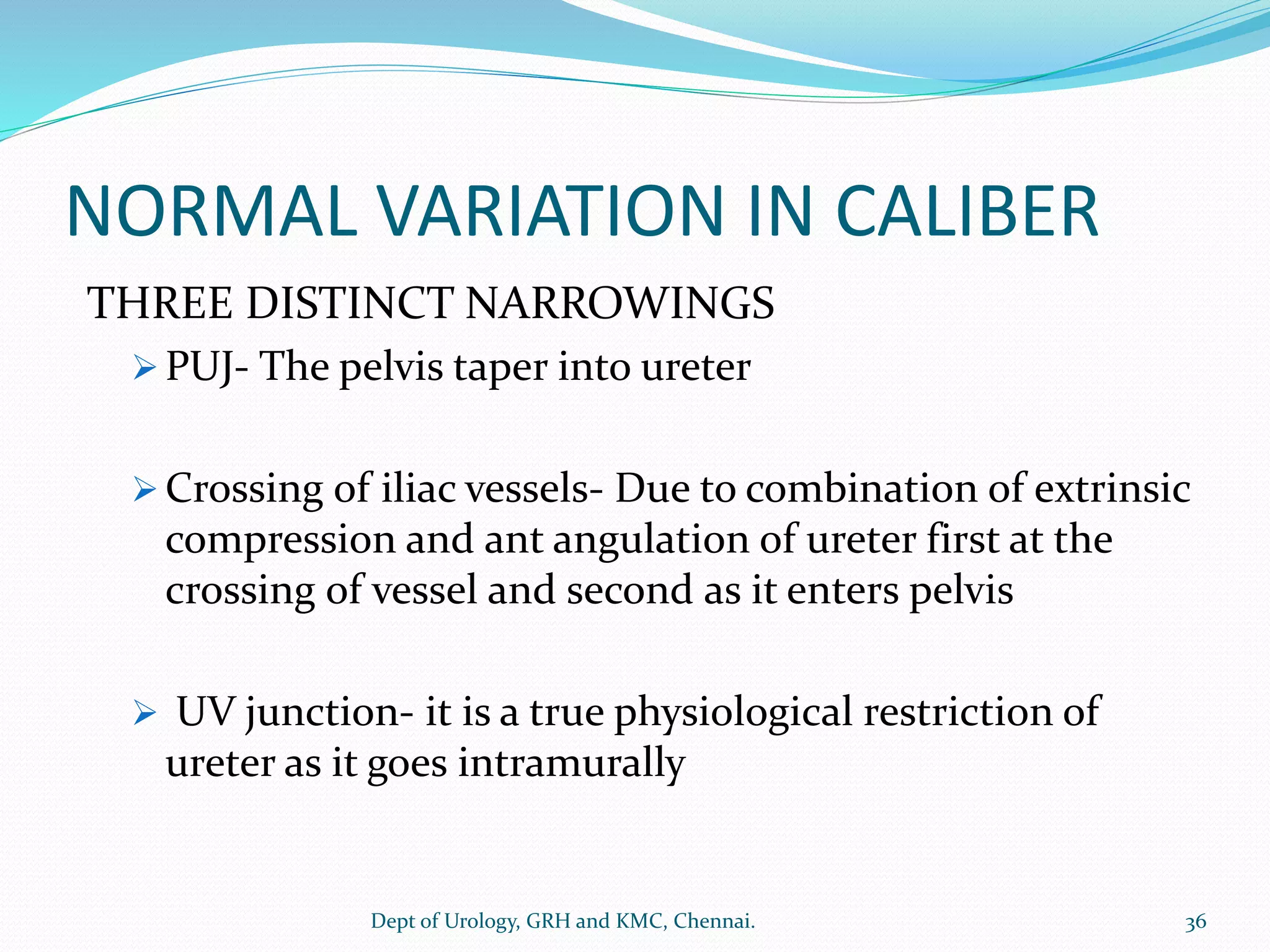 ANATOMY OF UPPER URINARY TRACT | PDF