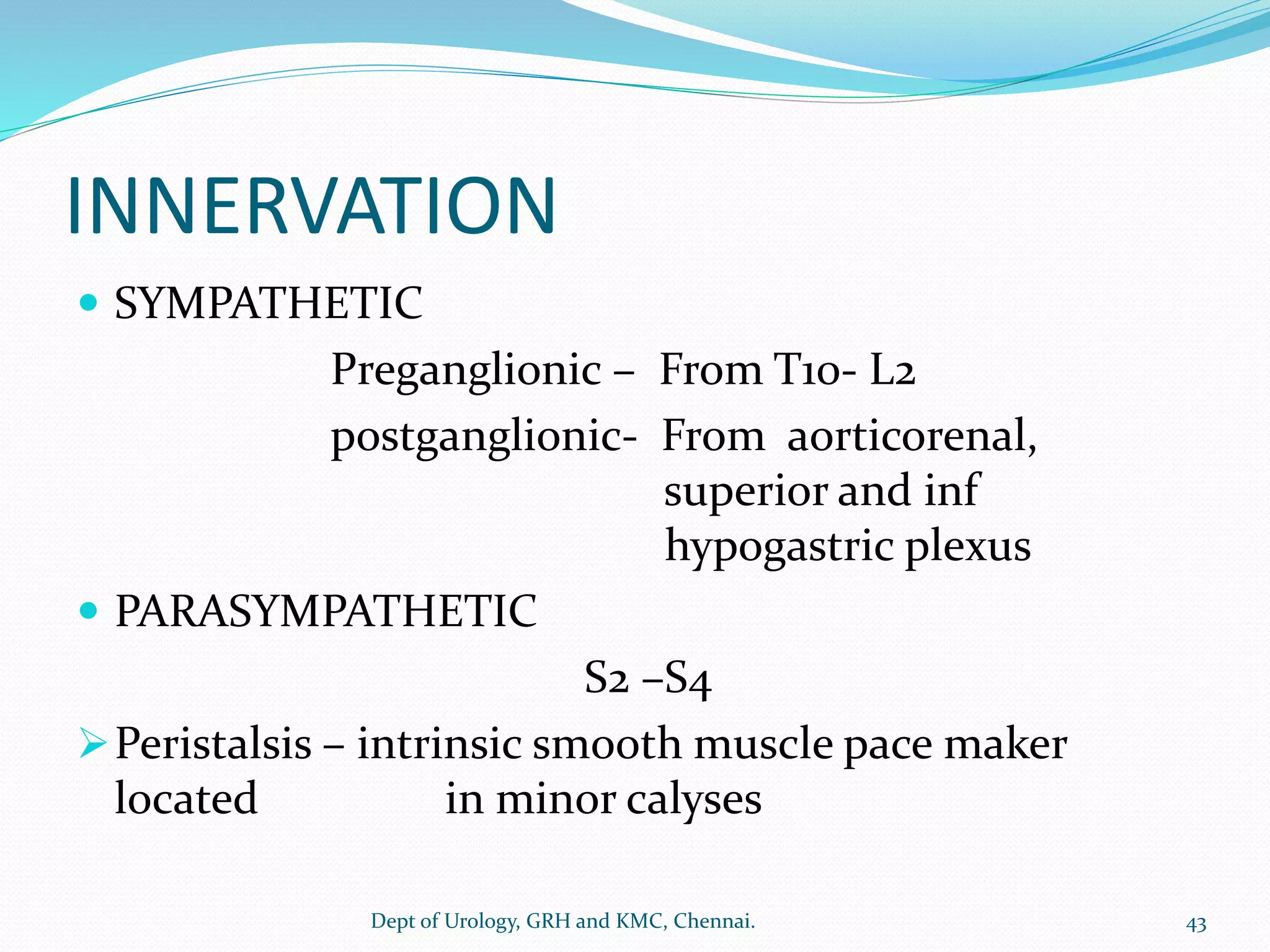 ANATOMY OF UPPER URINARY TRACT | PDF