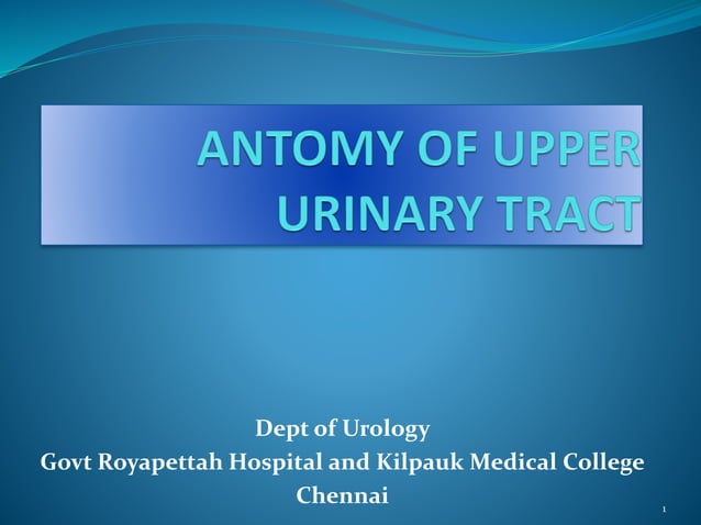 ANATOMY OF UPPER URINARY TRACT | PDF | Bodybuilding | Sports