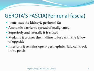 ANATOMY OF UPPER URINARY TRACT | PDF