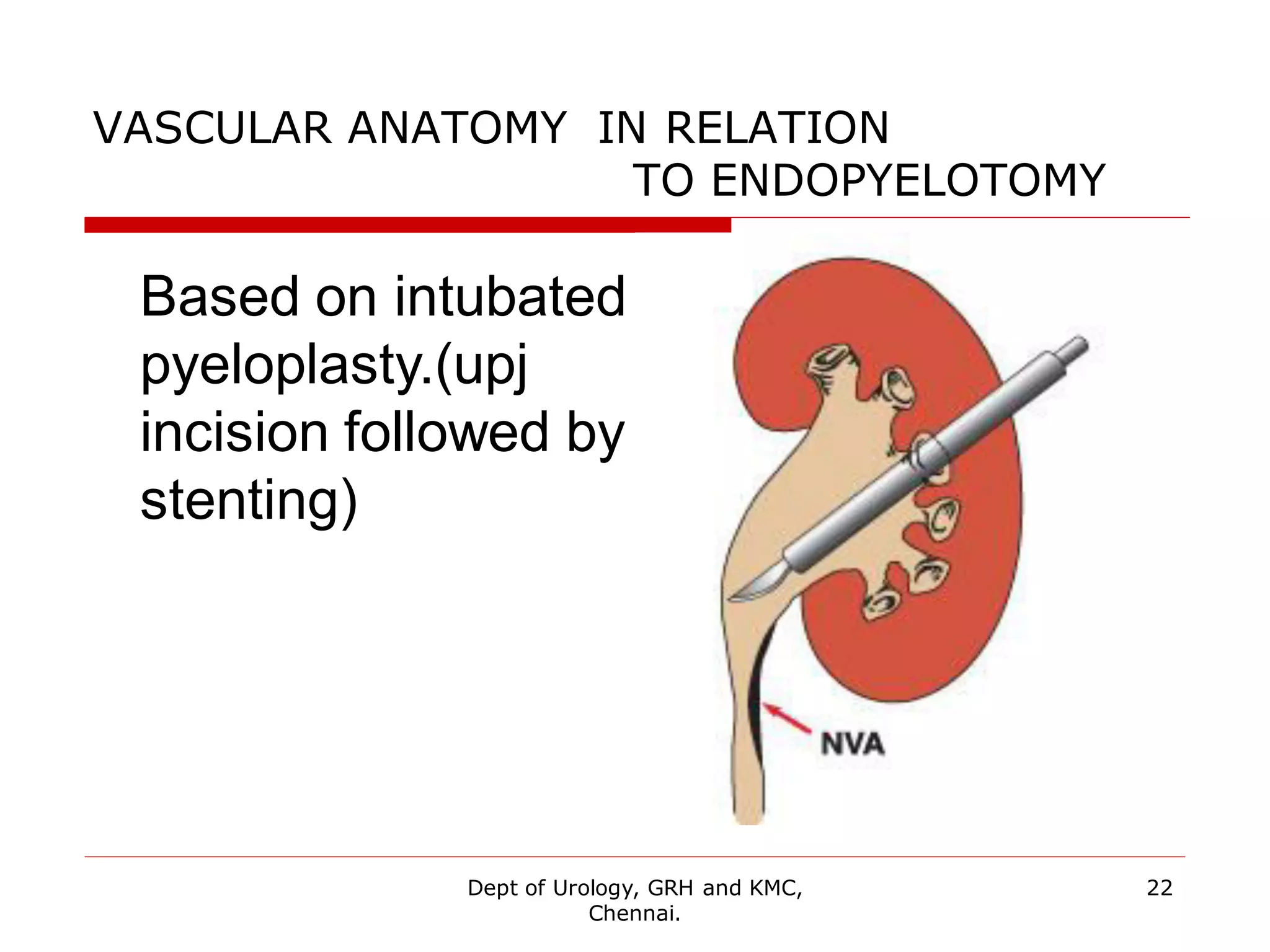 RENOVASCULAR ANATOMY AND ANGIOGRAPHY | PDF