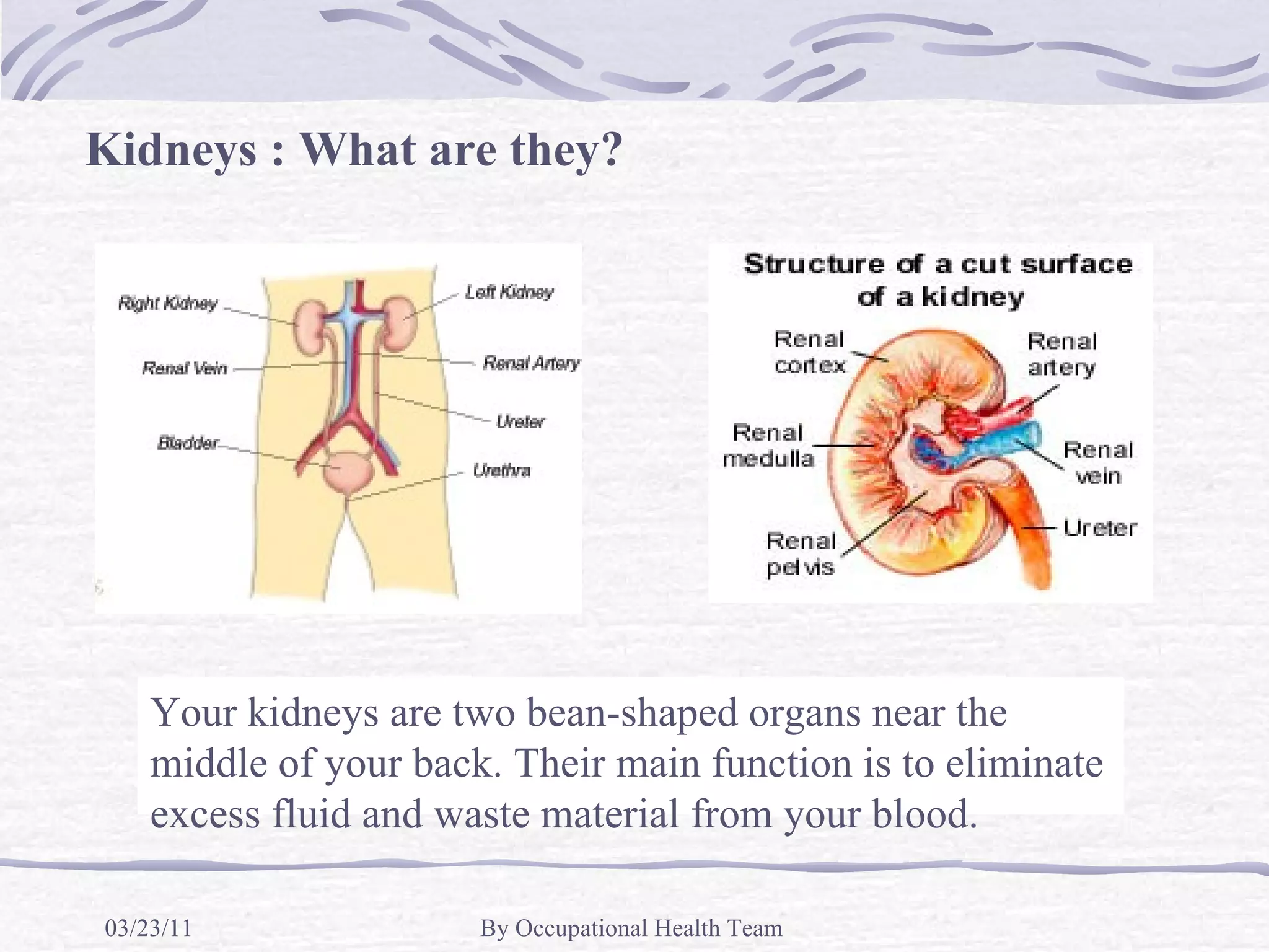 Know Your Kidneys | PPS