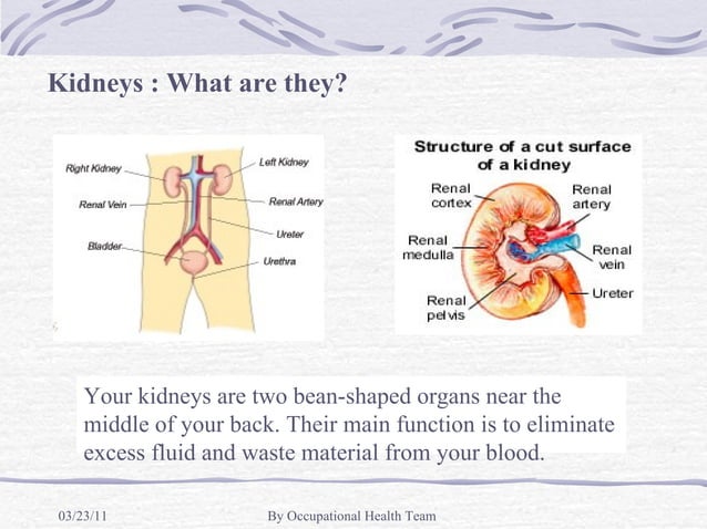 Know Your Kidneys | PPS