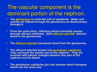Functions of the Kidney, Urine formation | PPT