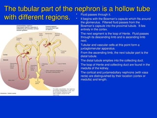 Functions of the Kidney, Urine formation | PPT
