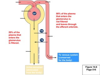 Functions of the Kidney, Urine formation | PPT