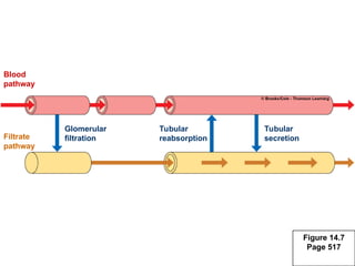 Functions of the Kidney, Urine formation | PPT
