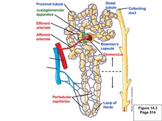 Functions of the Kidney, Urine formation | PPT