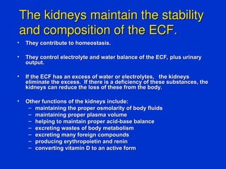 Functions of the Kidney, Urine formation | PPT