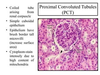 Histology Of Kidney, Urinary Bladder, Ureter | PPTX