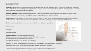 KIDNEY ANATOMY BY SANJAY K MEDICO RIMS RAICHUR | PPTX