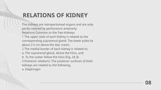 KIDNEY ANATOMY BY SANJAY K MEDICO RIMS RAICHUR | PPTX