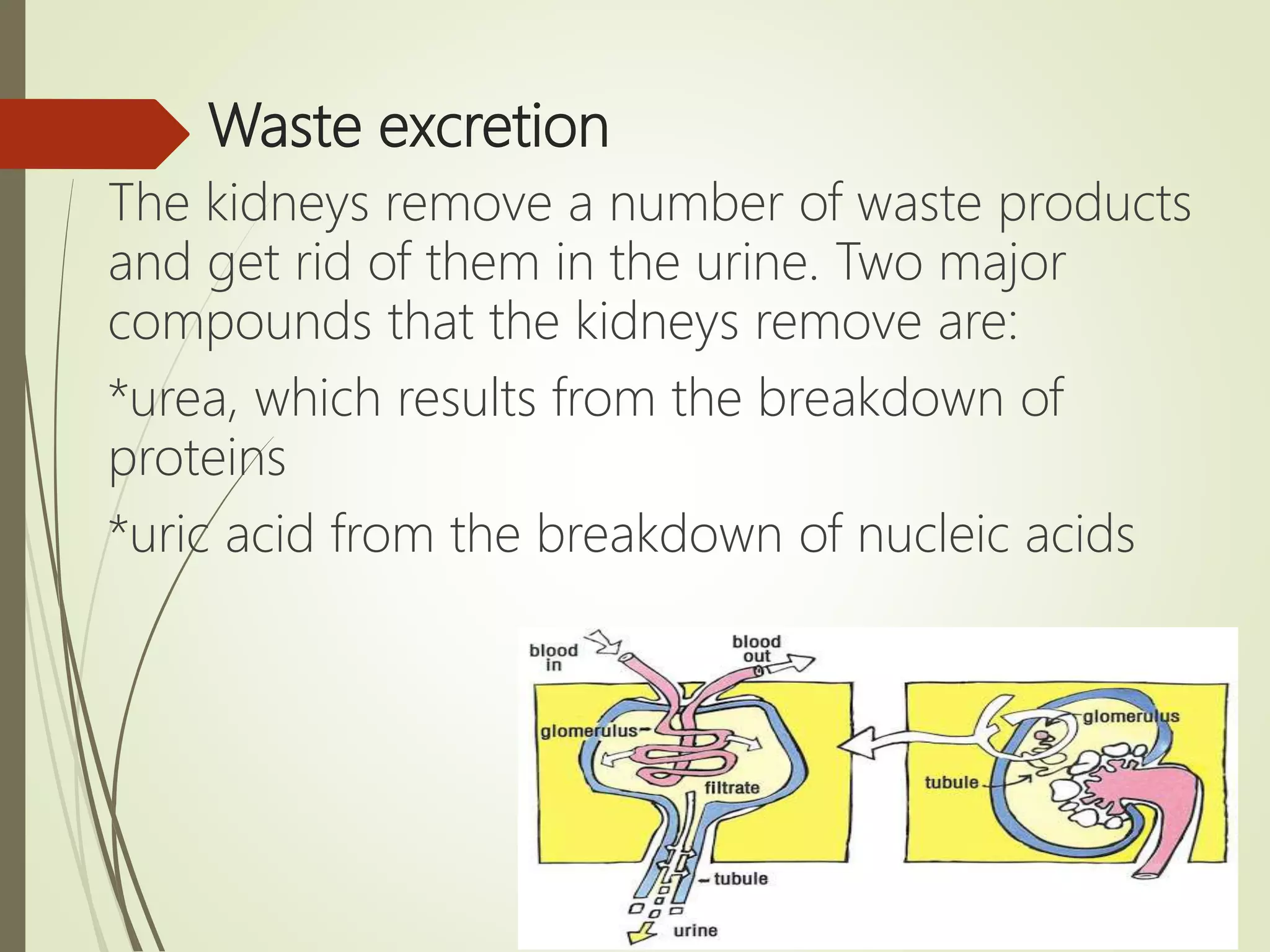 Kidney function | PPTX