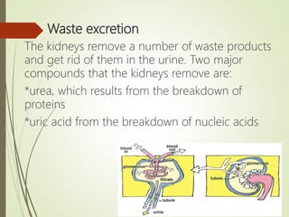 Kidney function | PPTX