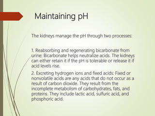 Kidney function | PPTX