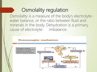 Kidney function | PPTX