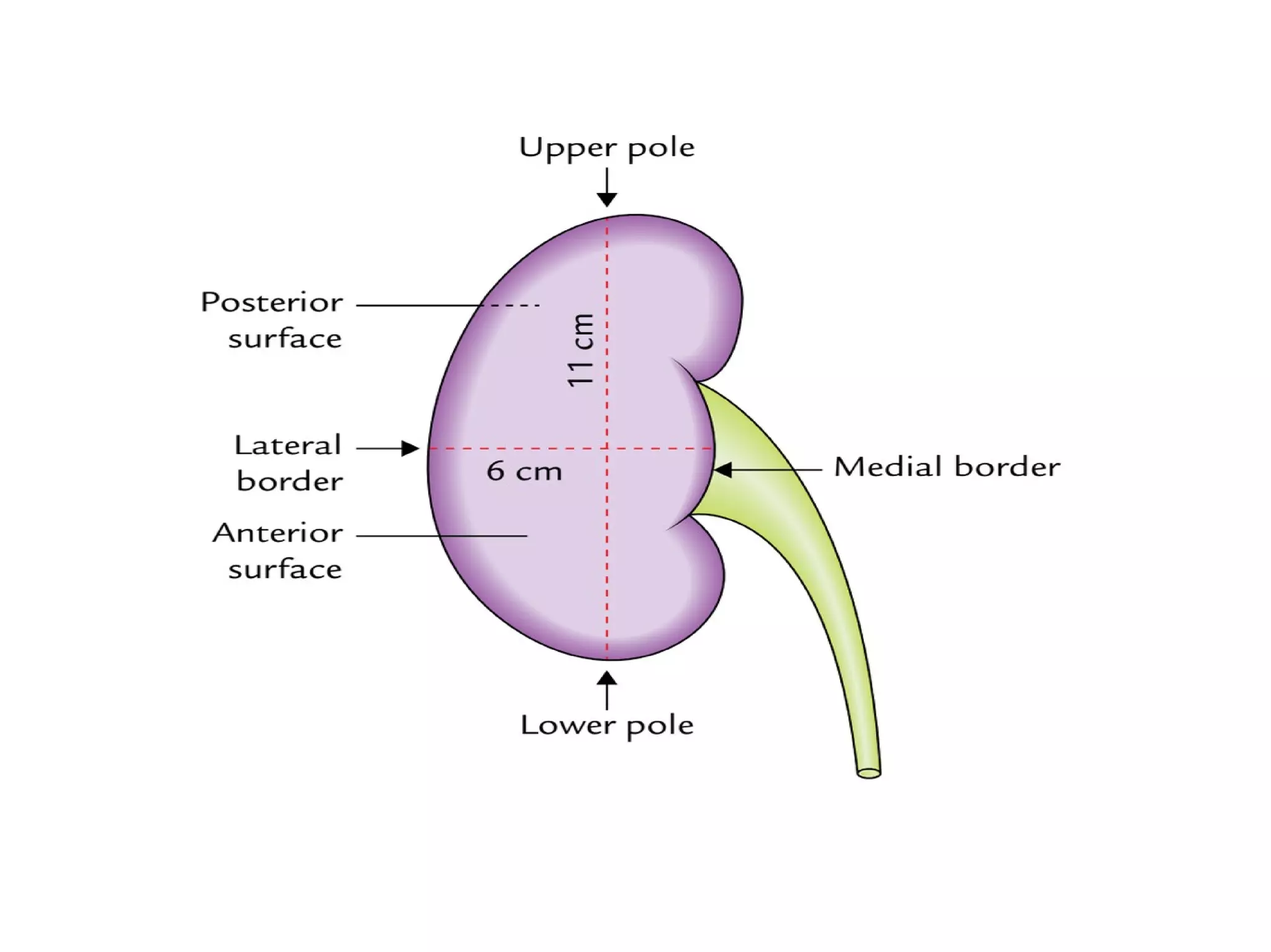 Kidney ultrasound | PPT
