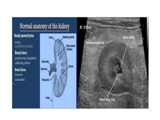 Normal Kidney Ultrasound