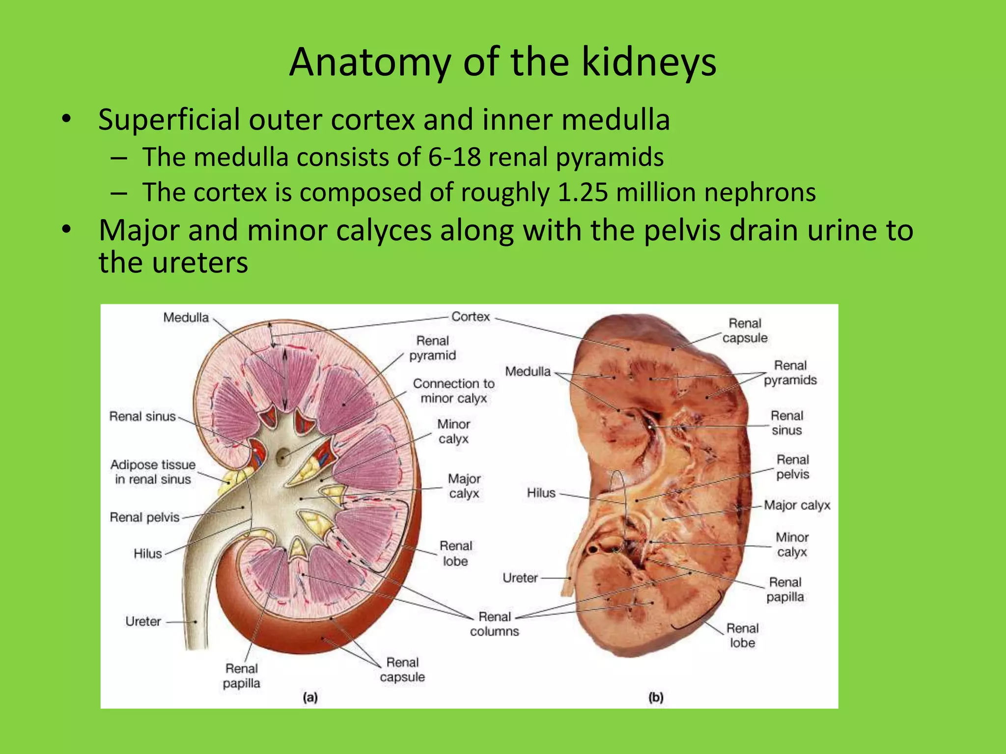 Kidney anatomy - Almaskhan .khorfakhan hospital | PPTX