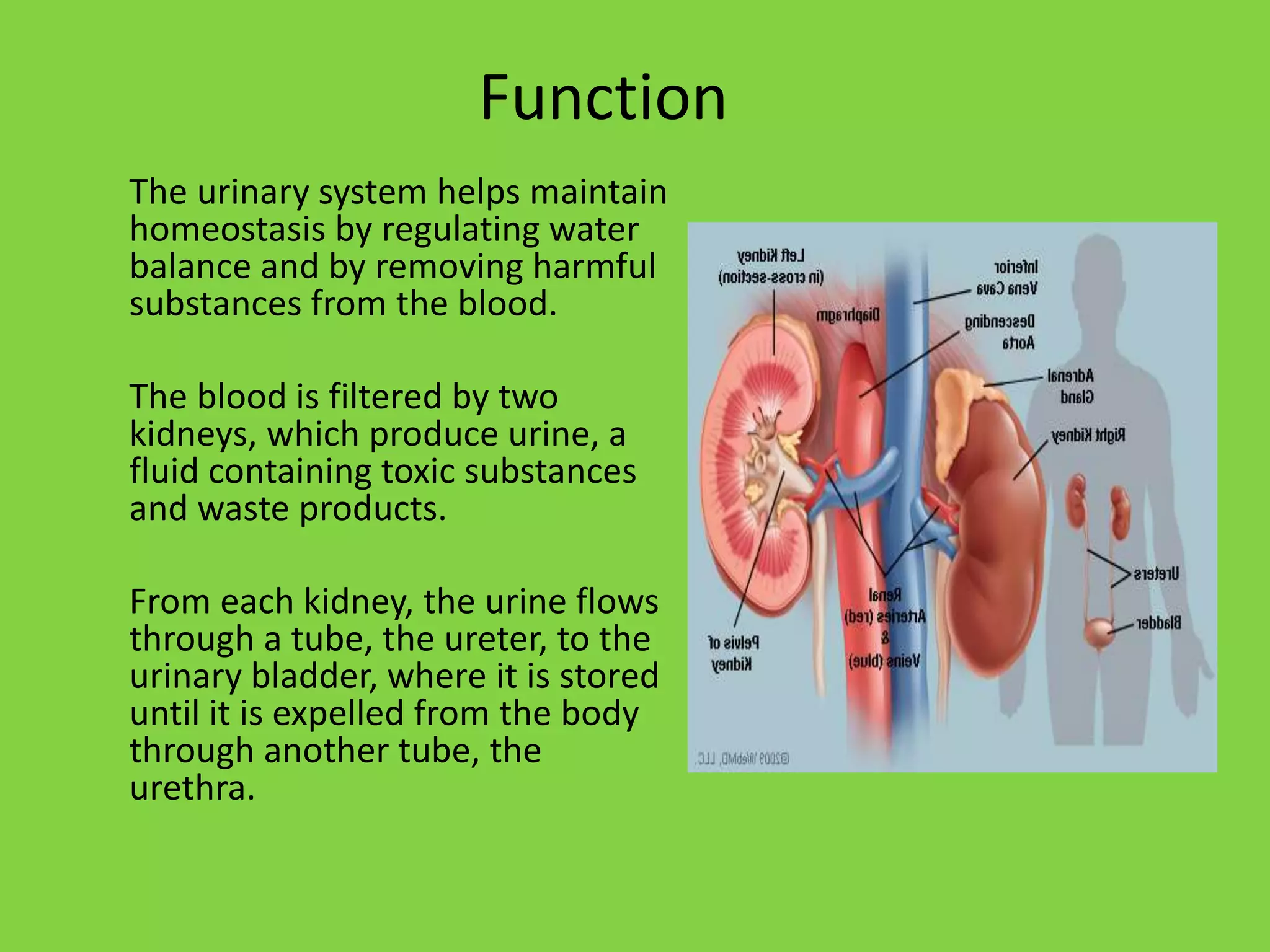 Kidney anatomy - Almaskhan .khorfakhan hospital | PPTX