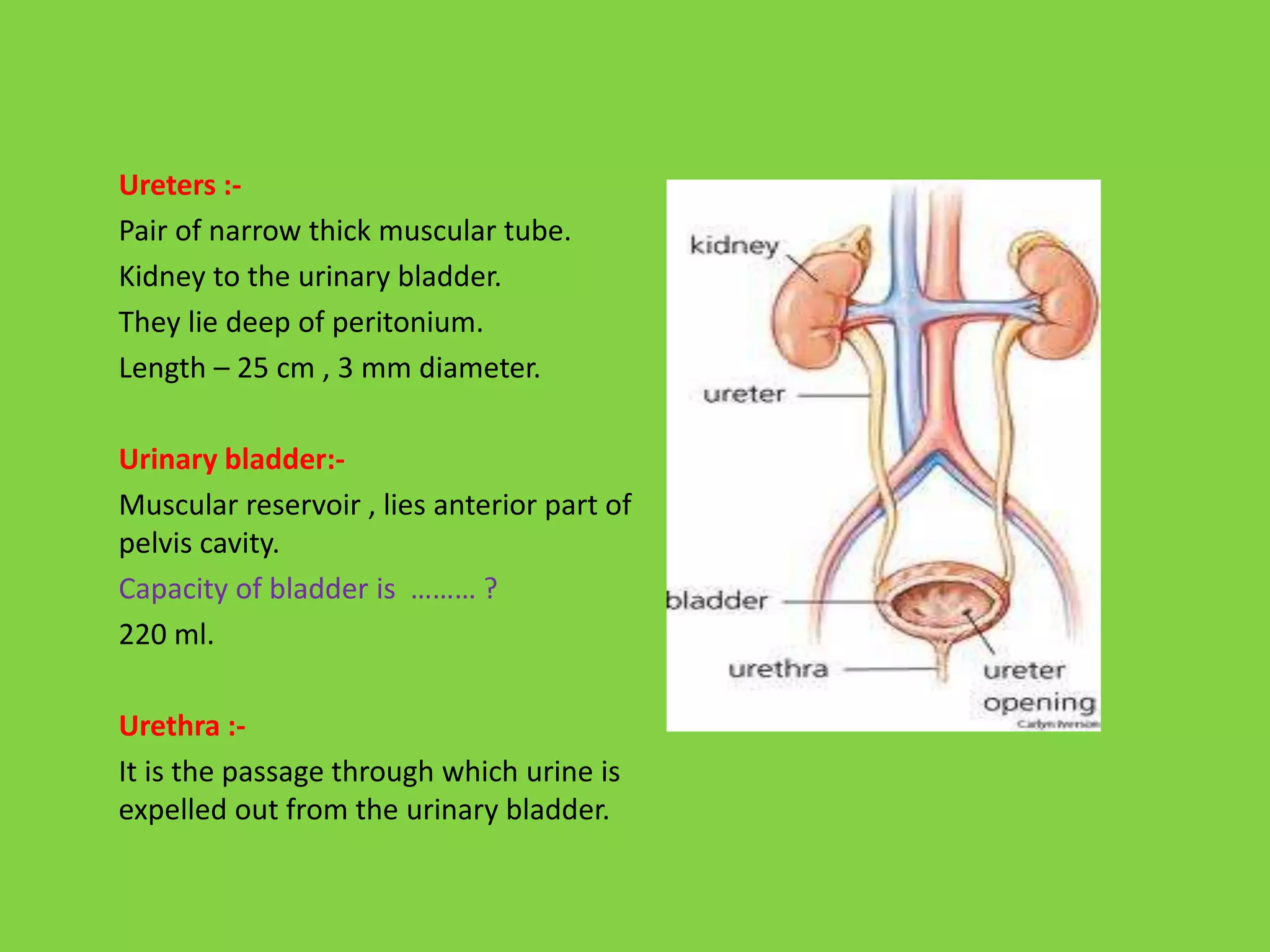 Kidney anatomy - Almaskhan .khorfakhan hospital | PPTX