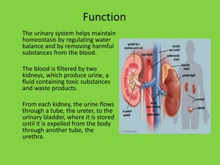 Kidney anatomy - Almaskhan .khorfakhan hospital | PPT