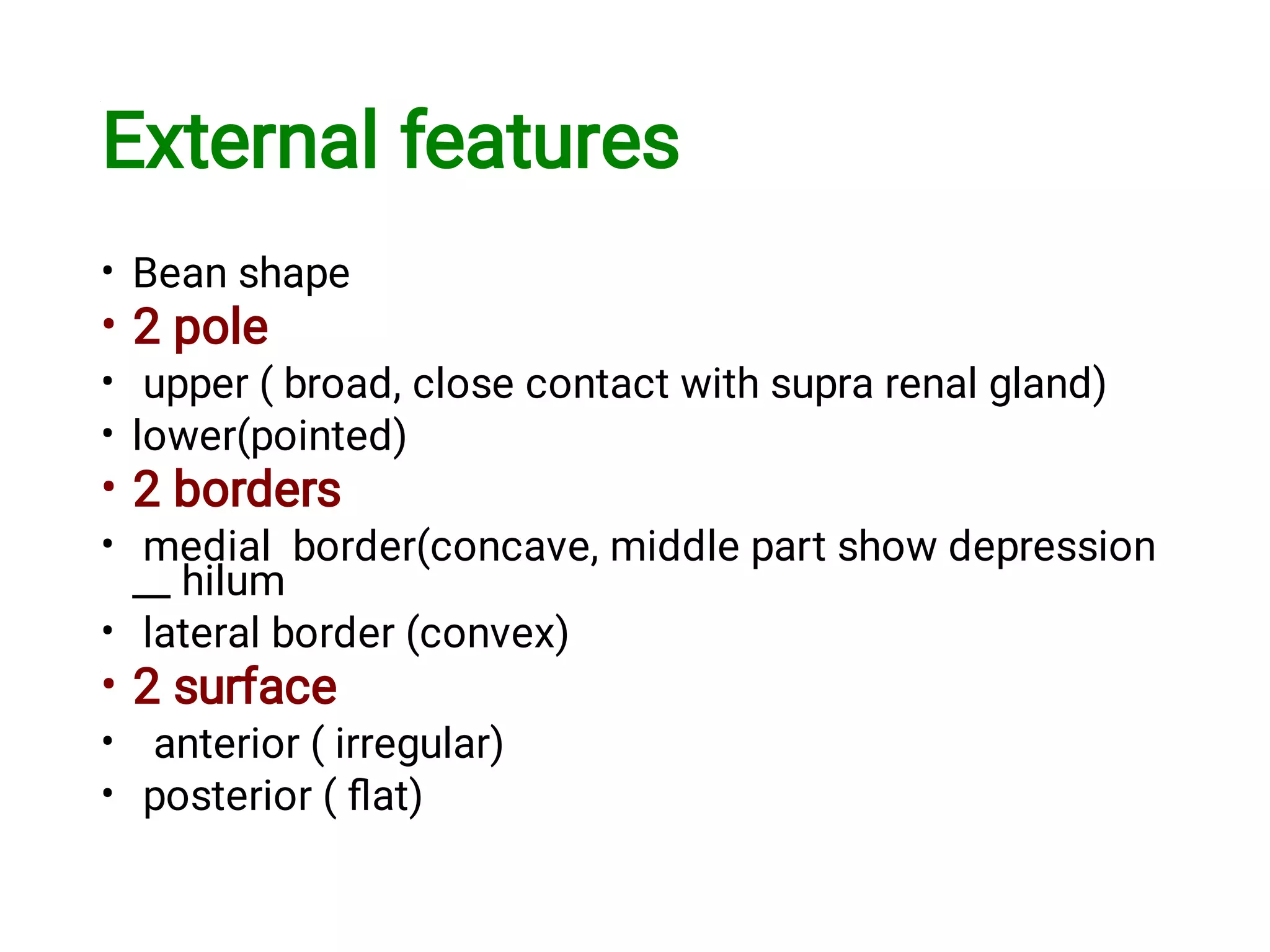 Kidney anatomy 1.pdf