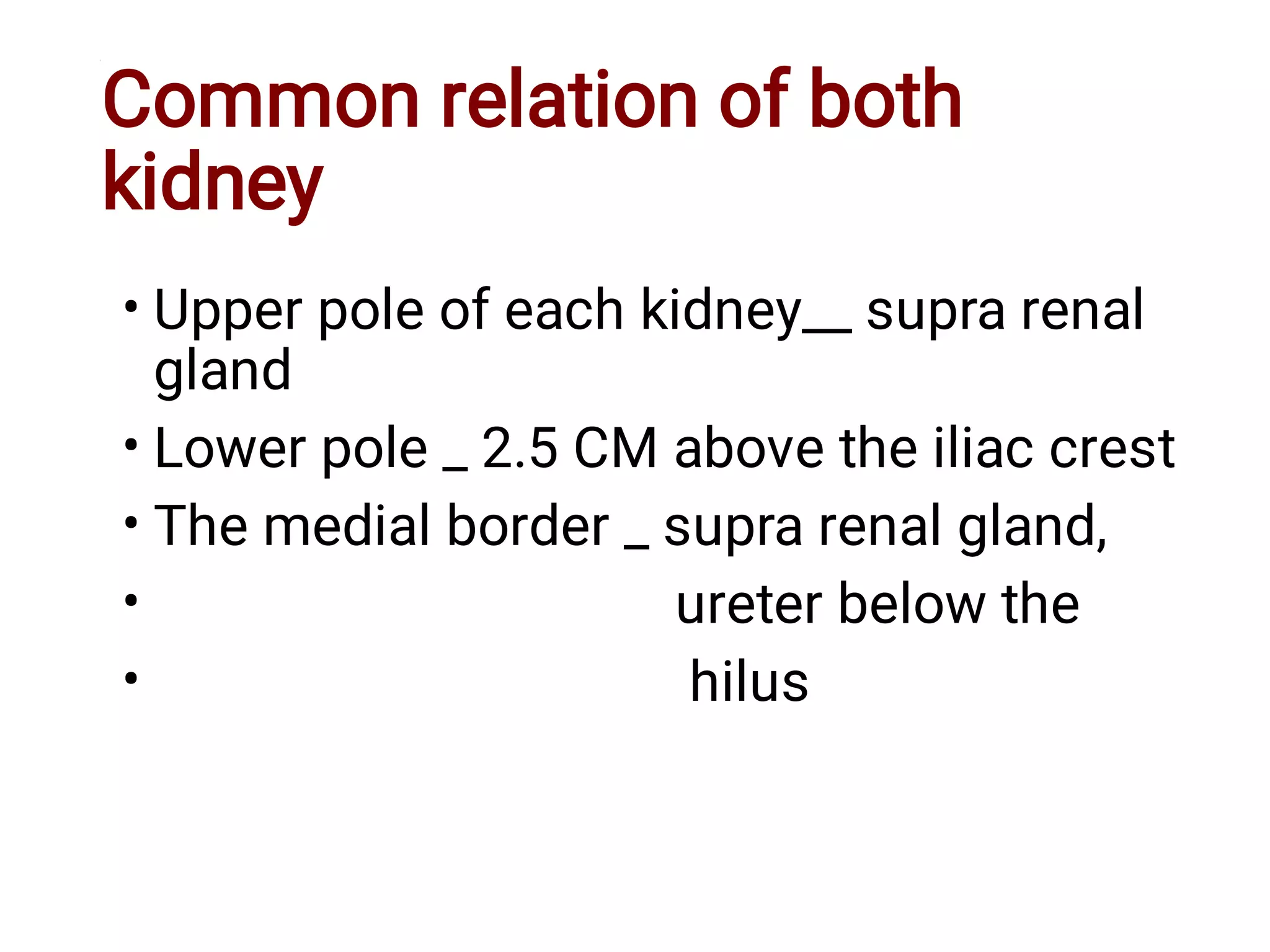Kidney anatomy 1.pdf